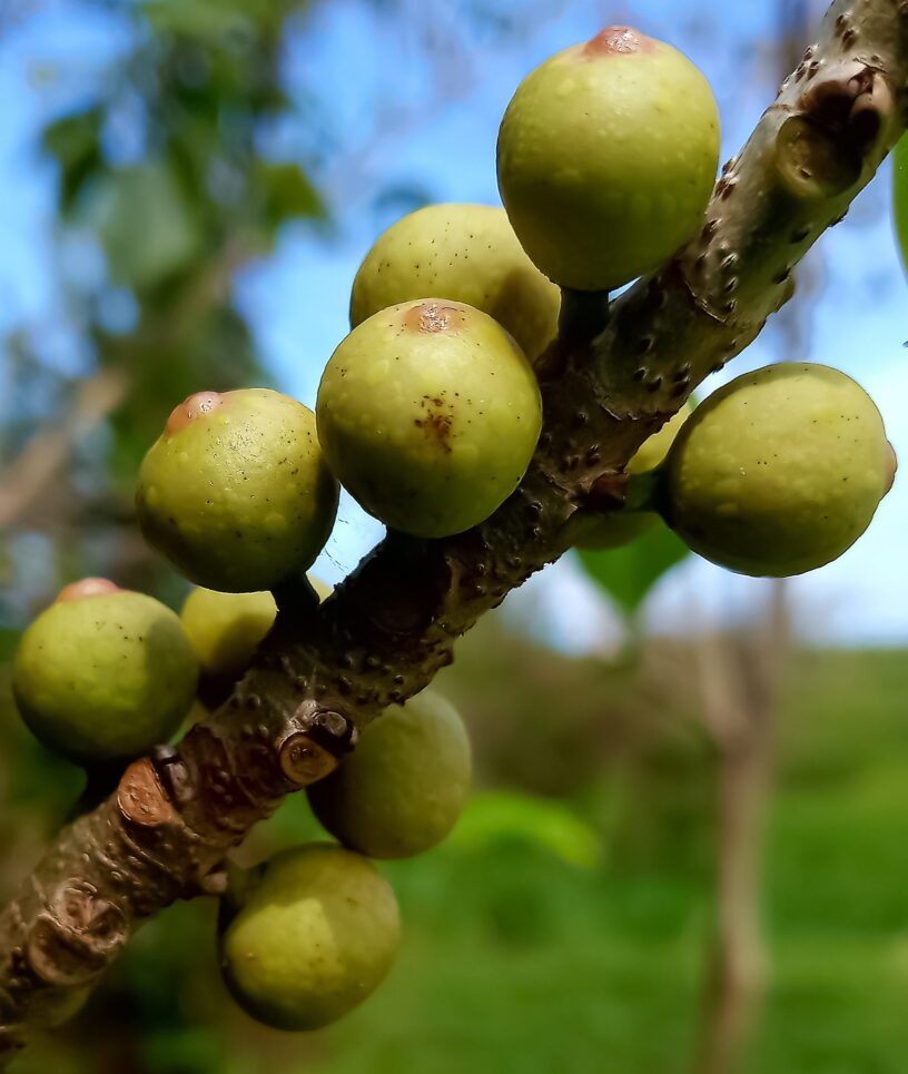 The Healing Power of Ficus Religiosa: A Dive into Ayurvedic Wisdom ...